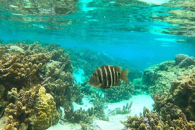 Raiatea-Tahaa Snorkeling in our beautiful Coral Garden - The Real Experience: What Travelers Say