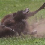 Rapid City: Black Hills Parks, Monuments & Mount Rushmore - Transport, Guides, and Practicalities