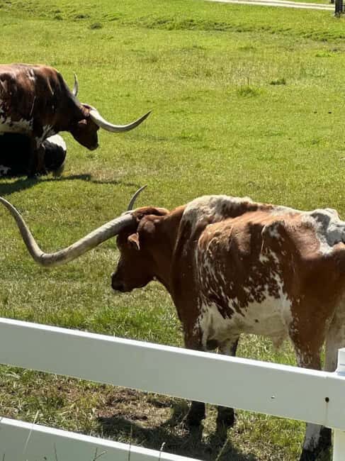 Rapid City: Black Hills Tour with Monument Tour - Visiting Mount Rushmore: America’s Iconic Landmark