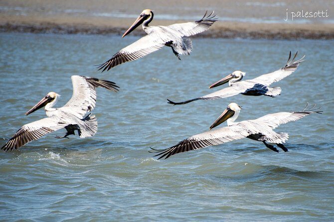 Red Boat Tours - Dolphin Odyssey and Sightseeing Tour - How Does It Compare to Other Tours?
