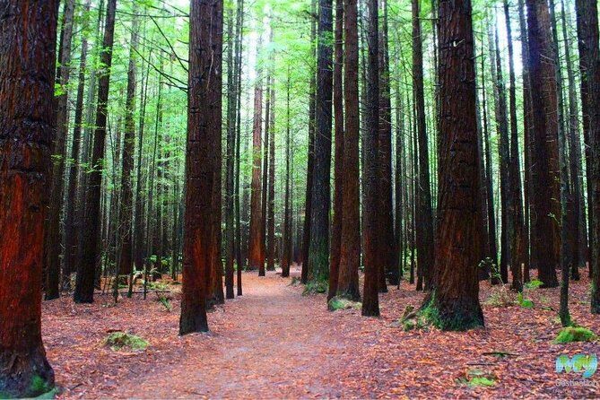 Redwood Forest , Blue Springs & Huka Falls Day Tour from Auckland - Why This Tour is a Great Choice