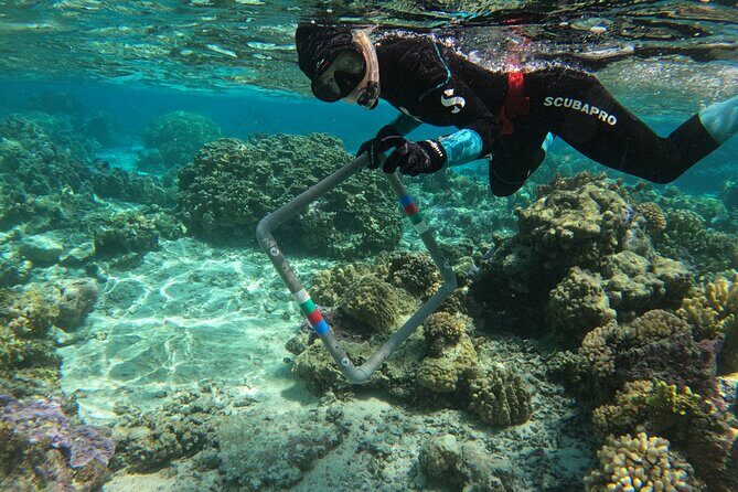 Reef Exploration with Reva Atea participatory science - Why This Tour Is Worth Considering