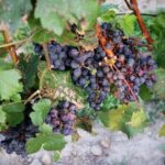 Relaxing Afternoon Wine Tour through Niagara's Wine Country - The Sum Up: Who Should Consider This Tour?