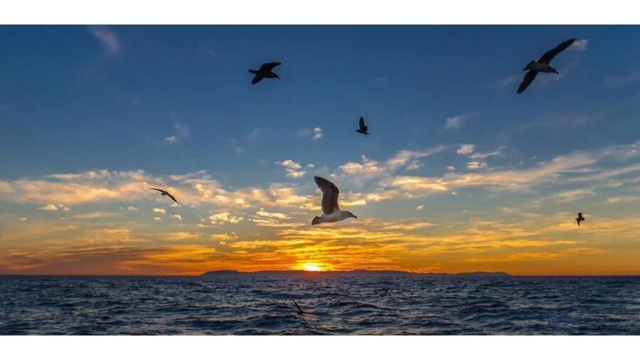 Relaxing Sunset/Evening Cruise in Newport Beach - Who Will Love This Tour?