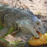 Reptile Eco Tour in Oaxacas Coastal Communities - The Sum Up