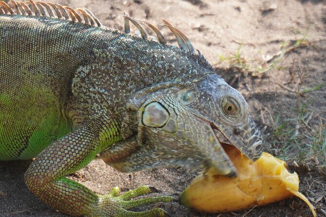 Reptile Eco Tour in Oaxacas Coastal Communities - The Sum Up