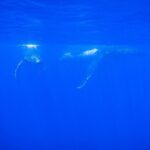 Respectful whale excursion to Tahiti in 4h30 - The Experience: What Sets It Apart
