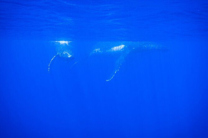 Respectful whale excursion to Tahiti in 4h30 - The Experience: What Sets It Apart