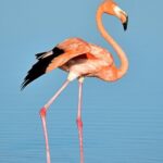 Ría Lagartos Biosphere Reserve & Las Coloradas Adventure - What’s Included and What’s Not?