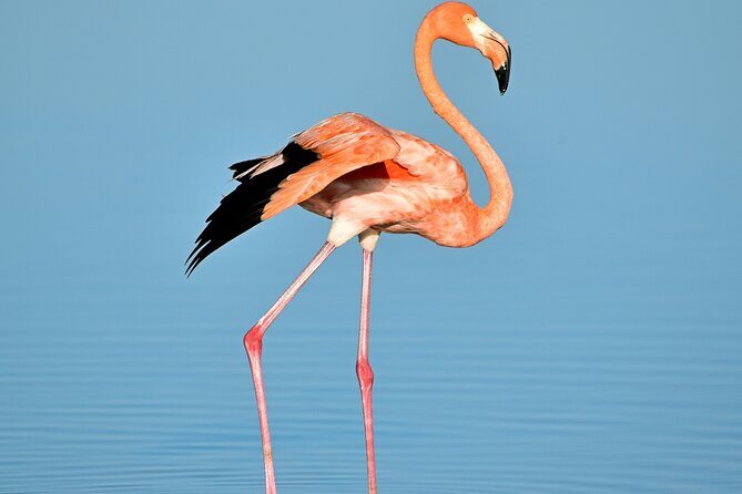 Ría Lagartos Biosphere Reserve & Las Coloradas Adventure - What’s Included and What’s Not?