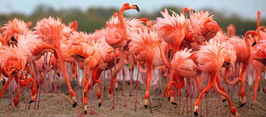 Rio Lagartos and Las Coloradas: EcoSafari Flamingo Luxury - Why Choose This Tour?