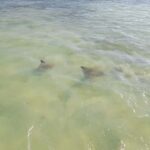 Rio Lagartos and San Felipe: Cerritos Island, adventure tour and Mayan culture. - Final Thoughts: Is It Worth It?