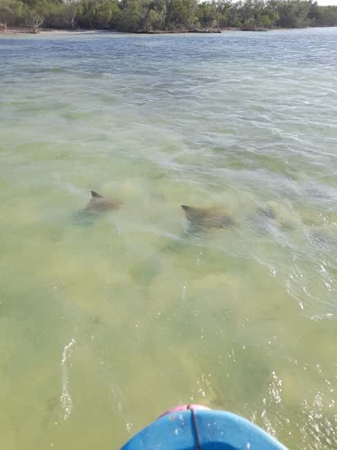 Rio Lagartos and San Felipe: Cerritos Island, adventure tour and Mayan culture. - Final Thoughts: Is It Worth It?