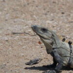 Rio Lagartos and San Felipe: Isla Cerritos, Cenote Kambulnah and Pesca. - Authentic Experiences & Local Insights