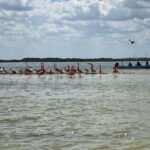 Rio Lagartos Expedition: boat journey through the mangrove - Itinerary Breakdown: What to Expect