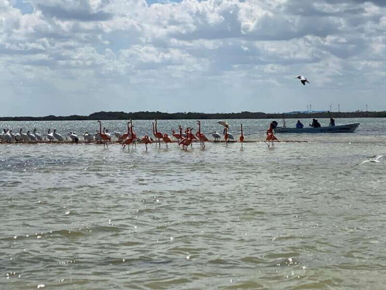 Rio Lagartos Expedition: boat journey through the mangrove - Itinerary Breakdown: What to Expect