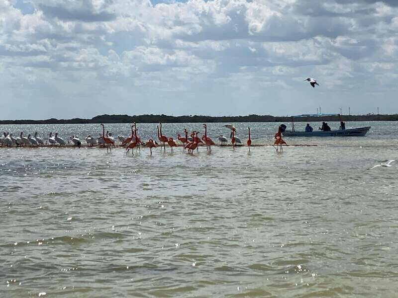 Rio Lagartos Expedition: boat journey through the mangrove - Itinerary Breakdown: What to Expect