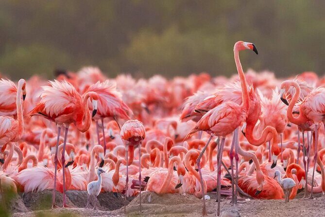 Rio Lizards and Las Coloradas Ecosafari Maya Natural Experience - What Makes This Tour Stand Out?