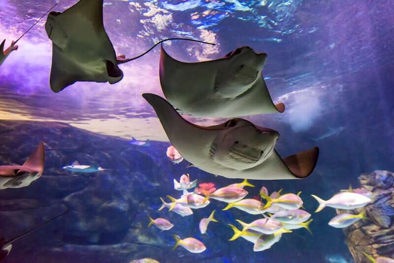 Ripley's Aquarium: Sharks After Dark Entry (After 5PM) - Accessibility and Practicalities