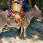 Riviera Maya: Horseback Riding at Rancho Bonanza - Exploring the Riviera Maya on Horseback