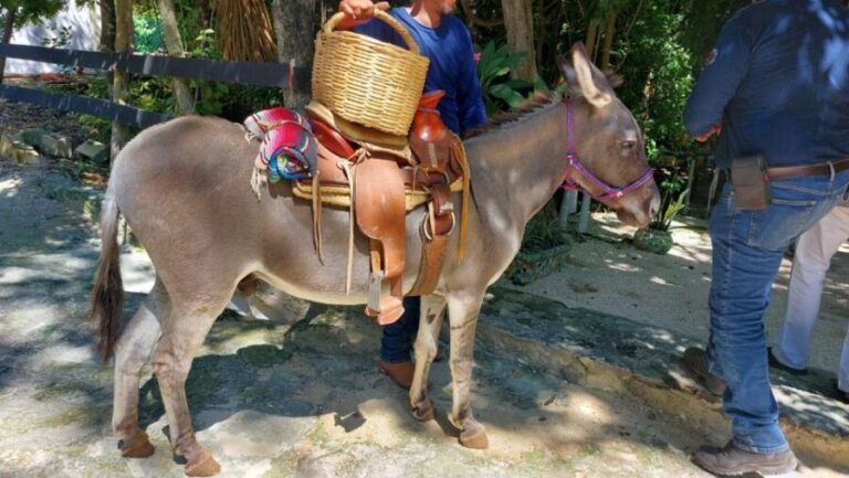 Riviera Maya: Horseback Riding at Rancho Bonanza - Exploring the Riviera Maya on Horseback