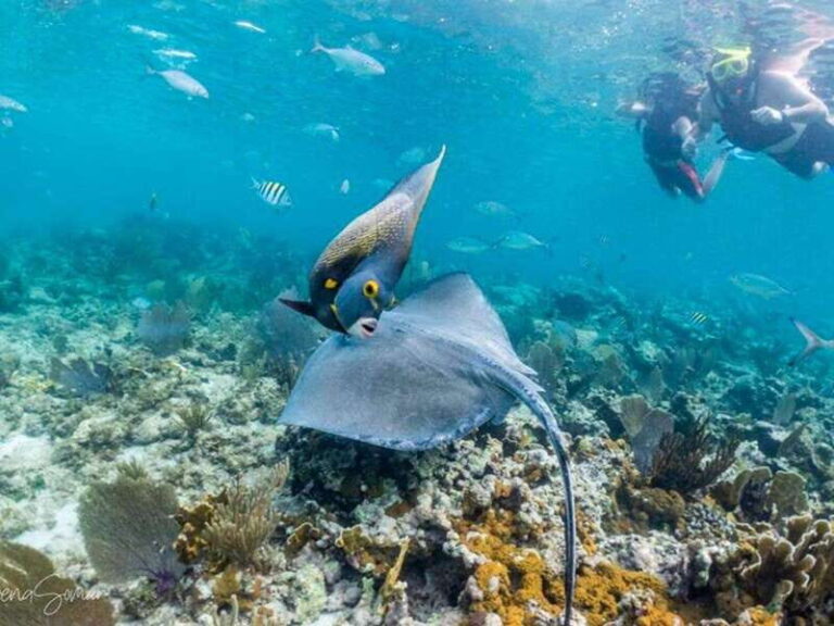 Riviera Maya: Private Catamaran Sailing for 42 Guests - Snorkeling at El Meco Reef