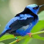 Riviera Maya: Puerto Morelos 4-Hour Bird Watching Tour - Whats Included and Whats Not