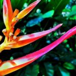 Road to Hana Halfway Tour - What’s Included and What’s Not