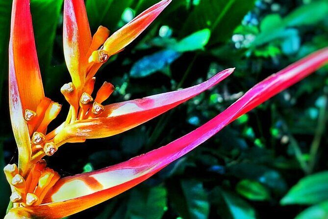 Road to Hana Halfway Tour - What’s Included and What’s Not