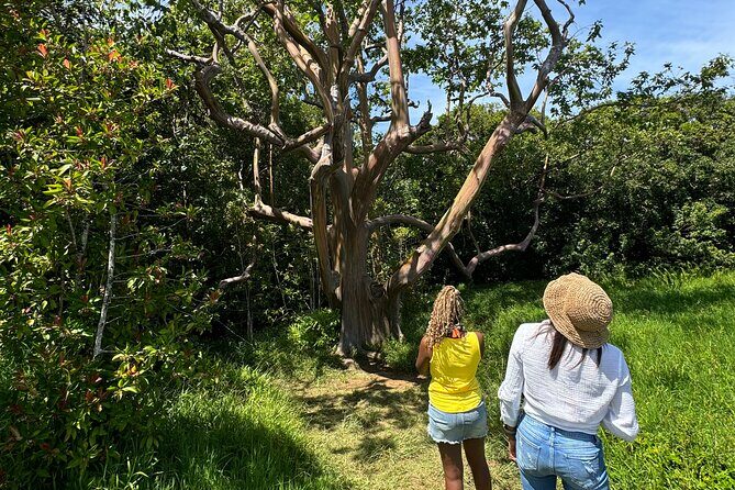 Road to Hana Maui Tours - Summary: Who Will Love This Tour?