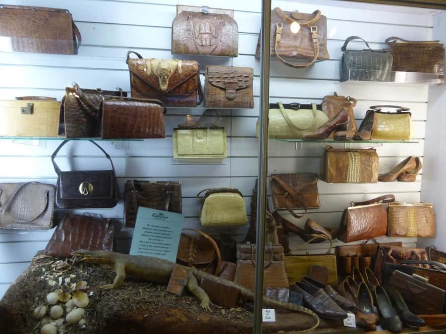 Rockhampton: Koorana Crocodile Farm Guided Tour - The Value of the Experience