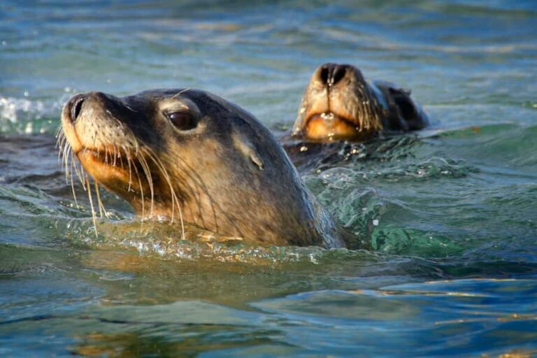 Rockingham: 3 Island Wildlife Snorkeling Cruise with Lunch - Analyzing Value and Practicalities