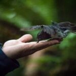 Rotorua: 6 Ziplines, Swing-Bridges & Wildlife Encounters - A Closer Look at the Experience