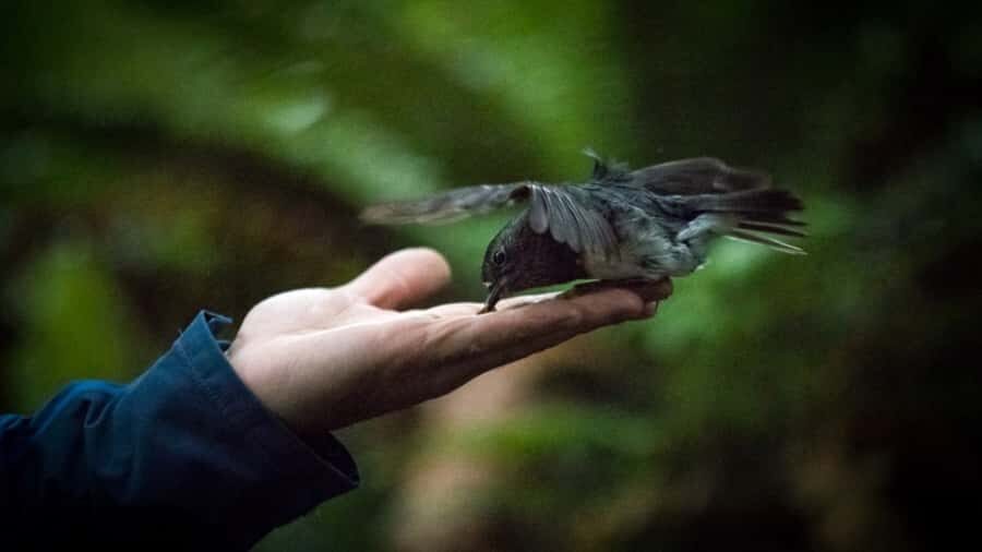 Rotorua: 6 Ziplines, Swing-Bridges & Wildlife Encounters - A Closer Look at the Experience