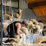 Rotorua: Authentic Kiwi Farm Experience at the Agrodome - The Value of the Experience