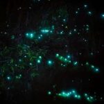 Rotorua: Nocturnal Glow-Worm Adventure Tour with a Guide - The Itinerary Breakdown