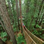 Rotorua: Redwoods Altitude, Nighttime Fast Pass, & Treewalk - An In-Depth Look at the Rotorua Redwoods Experience