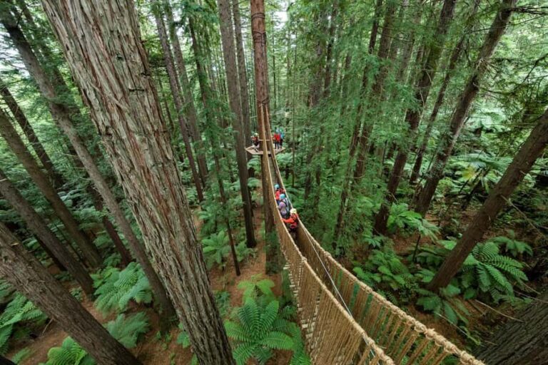 Rotorua: Redwoods Altitude, Nighttime Fast Pass, & Treewalk - An In-Depth Look at the Rotorua Redwoods Experience