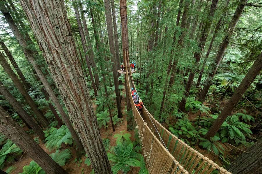 Rotorua: Redwoods Altitude, Nighttime Fast Pass, & Treewalk - An In-Depth Look at the Rotorua Redwoods Experience