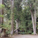 Rotorua (:) Whirinaki Forest Day & Night Walking With Us - An In-Depth Look at the Itinerary