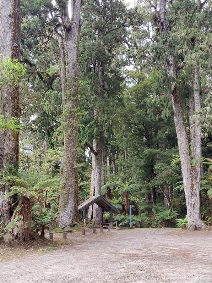 Rotorua (:) Whirinaki Forest Day & Night Walking With Us - An In-Depth Look at the Itinerary