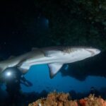 Rottnest Island Deep Dive Day Trips - Who Should Consider This Tour?