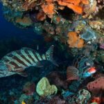 Rottnest Island scuba dive tour - The Real Value of This Tour
