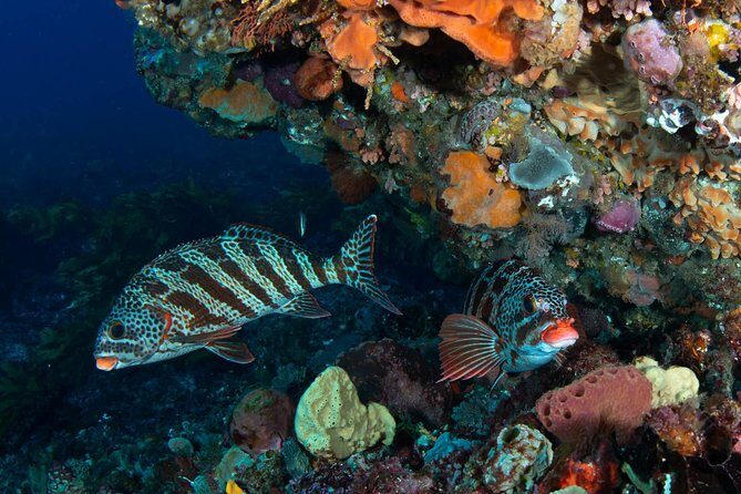 Rottnest Island scuba dive tour - The Real Value of This Tour