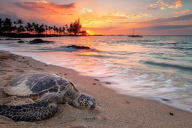 Round Trip Private Transfer Honolulu Airport HNL to Honolulu City - Luggage and Special Requests