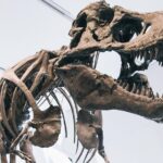 Royal Ontario Museum Admission - Who Will Love This Experience?