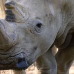 Sacramento Zoo General Admission Ticket - Final Thoughts