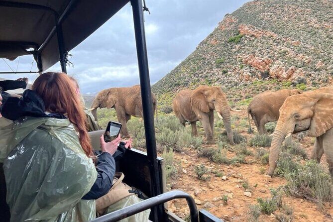 SAFARI Aquila Game Reserve - Round trip + Lunch incl. (Cape Town) - Who is This Tour Best For?