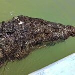 Safari in Rio Lagartos, Coloradas and Mayan Bath - Real Traveler Insights and Tips