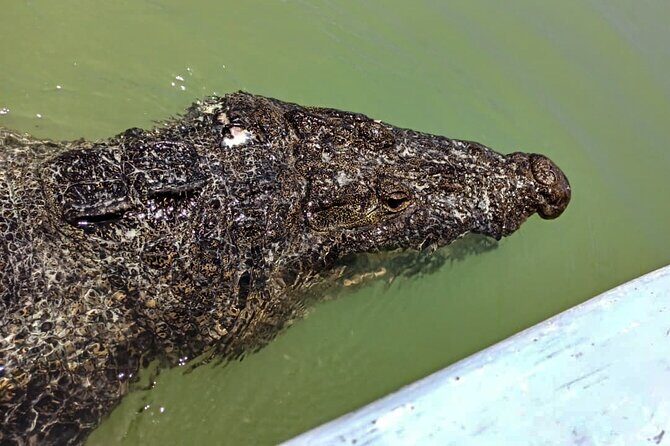 Safari in Rio Lagartos, Coloradas and Mayan Bath - Real Traveler Insights and Tips